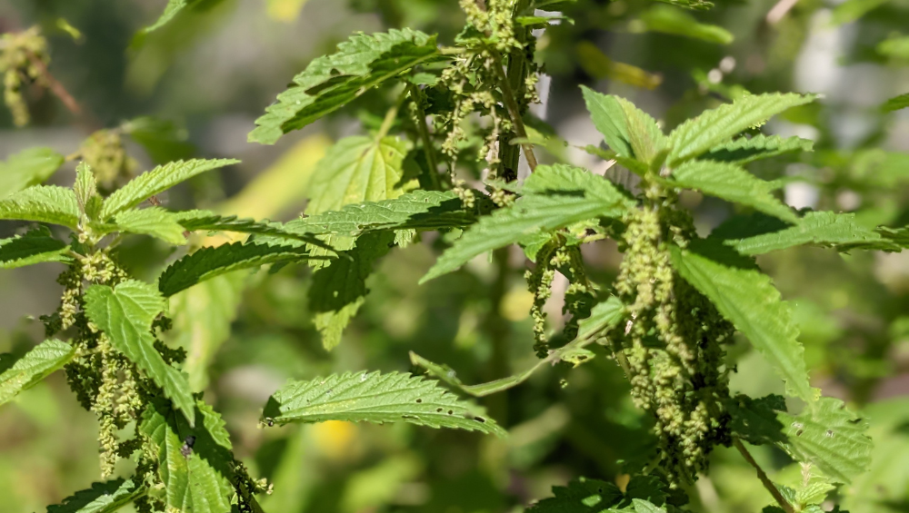Nettle – Identification, Growing, Harvesting & Parts Used | Spiritual ...
